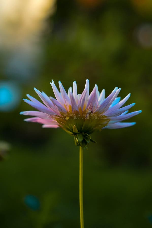 Pastel Pink Dahlia Flower Side View Stock Photo - Image of dahlia ...