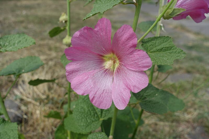 Pastel Pink Flower of Common Hollyhock in August Stock Photo - Image of ...