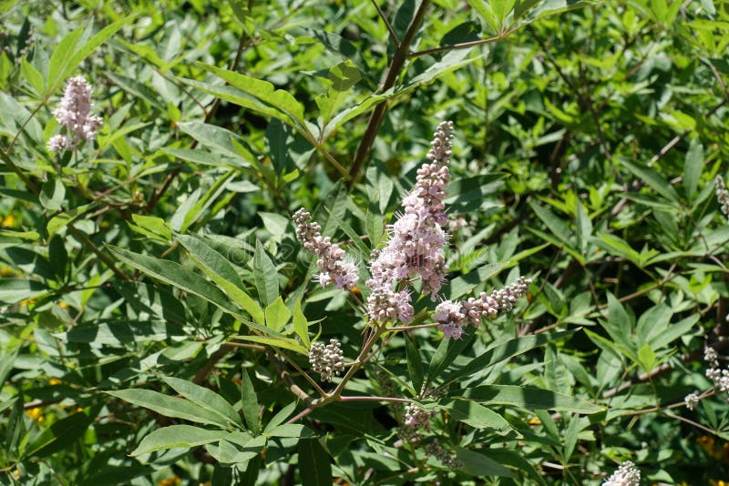 Pastel Pink Flowers of Chaste Tree Stock Photo - Image of ornamental ...