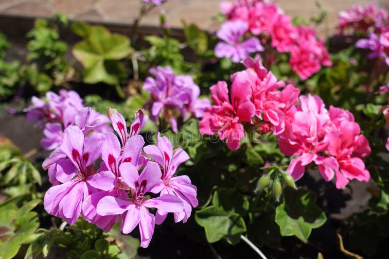 Pastel Pink Flowers of Ivy-leaved Pelargonium Stock Image - Image of ...