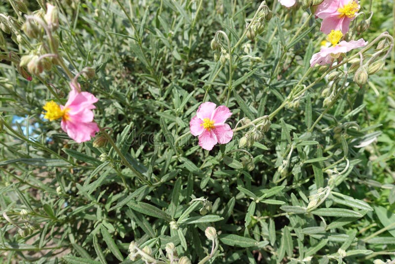 Pastel Pink Flowers of Rock Rose in May Stock Photo - Image of hairy ...