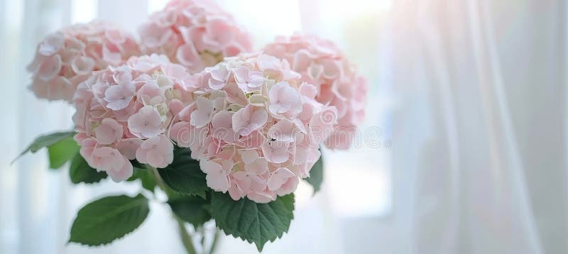 Pastel Pink Hydrangeas with Soft Focus and a Blurred Background in ...
