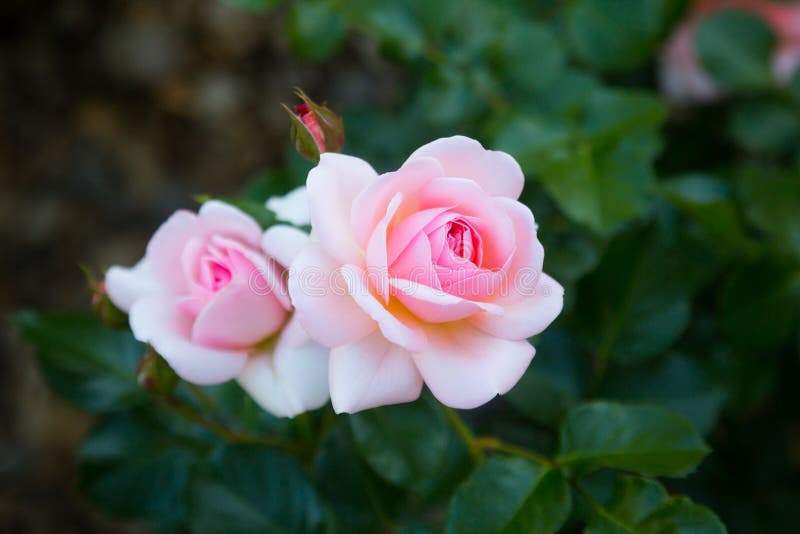 Pastel pink rose stock image. Image of bunch, flourish - 74243281