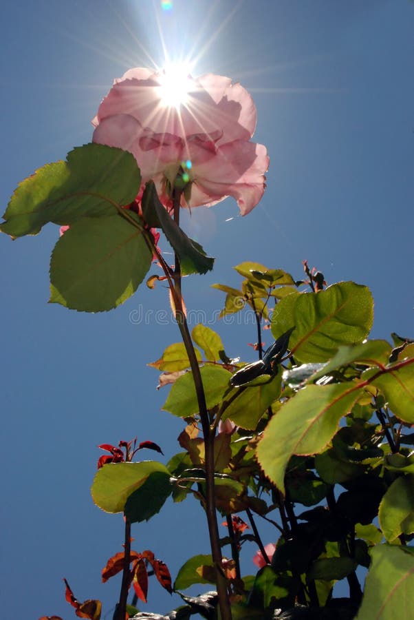 Pastel Pink Rose and Sunshine Stock Image - Image of background, thorn ...