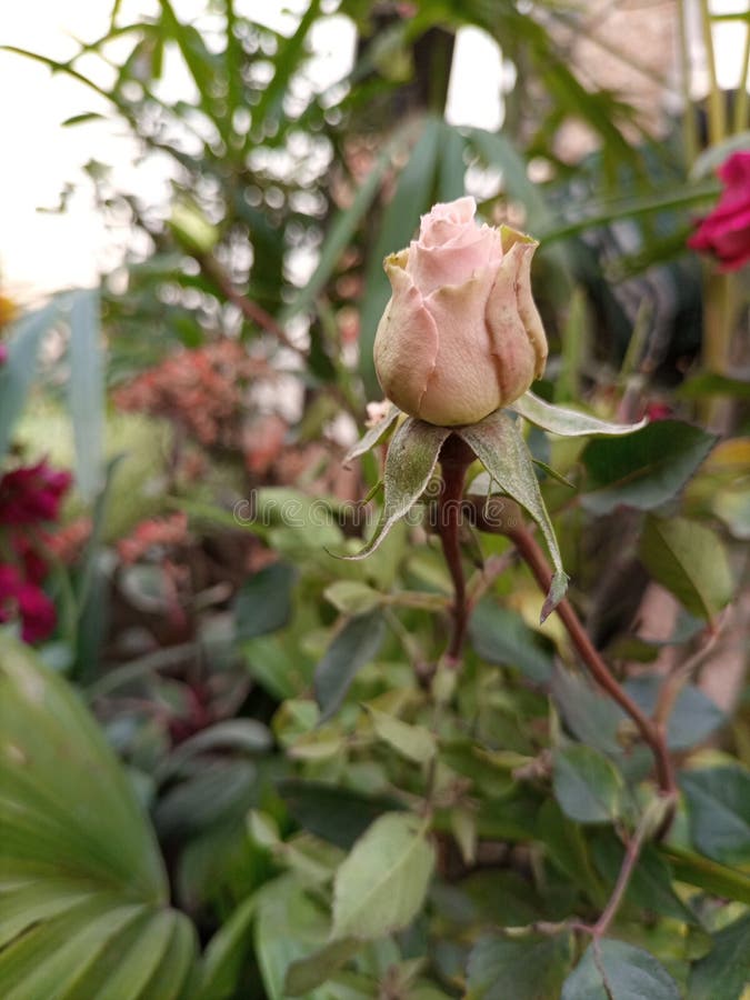 Pastel Pink Rosebud Focused Image Stock Photo - Image of flower ...