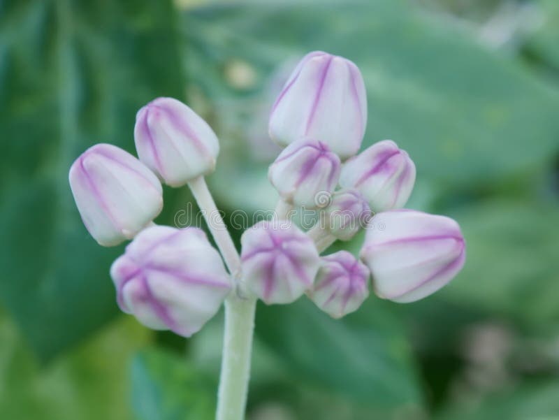 Pastel Purple Drake Bud Flowers with Blurred Stock Photo - Image of ...