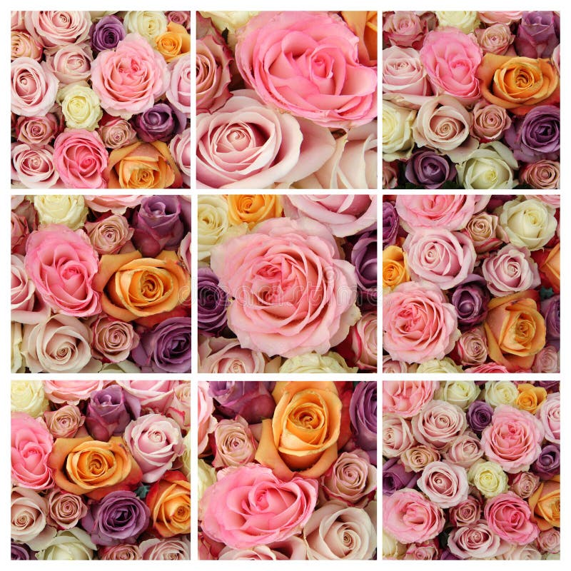 Pastel rose collage stock image. Image of resolution - 30300257