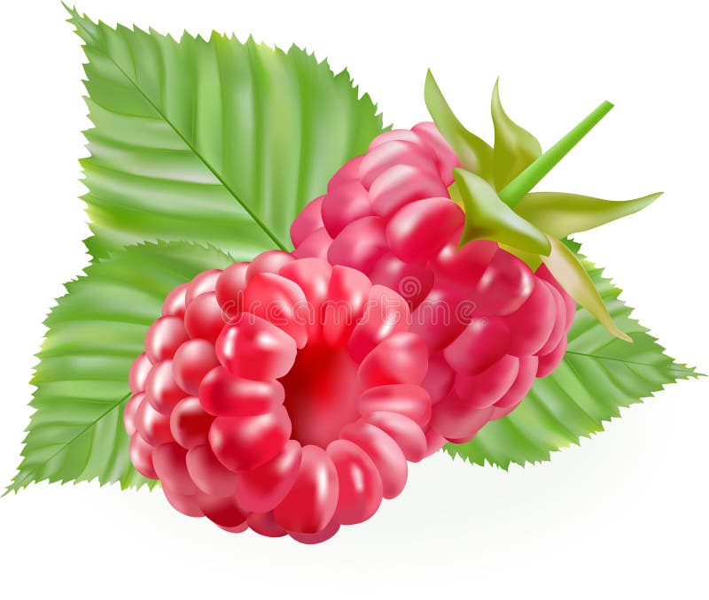 Pastel rose isolated stock illustration. Illustration of wishes - 68626640