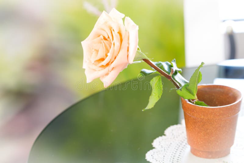 Pastel rose in pot stock image. Image of soft, pink, blooming - 49534839