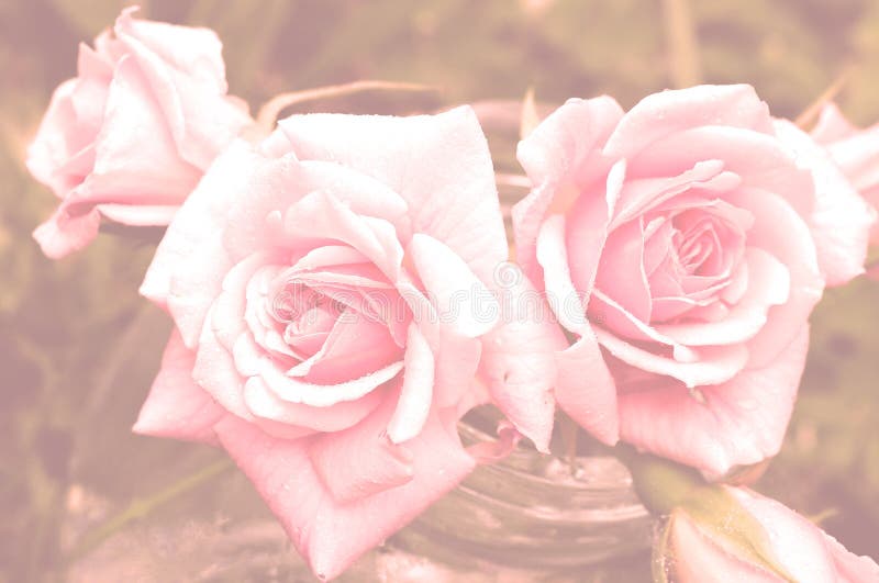 Pastel roses stock photo. Image of bouquet, blossom, holiday - 47573270