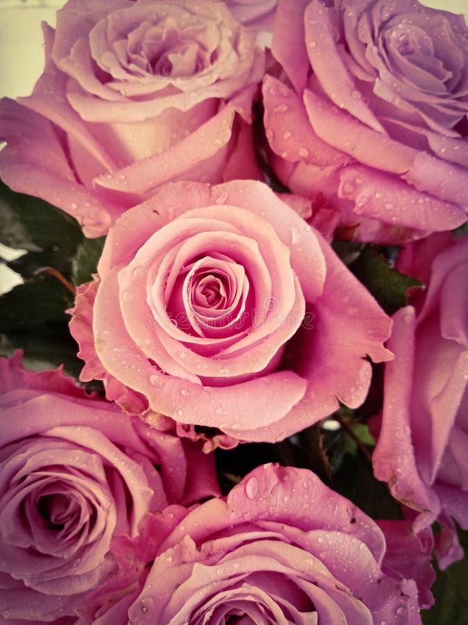 Pastel Roses only. Rose Texture Stock Image - Image of romance, texture ...