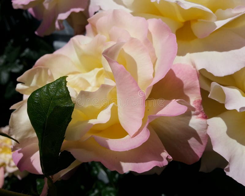 Pastel Roses stock image. Image of green, life, beautiful - 96476517