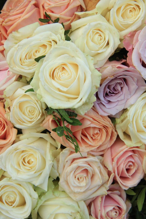 Pastel roses stock image. Image of bouquet, macro, flowers - 19048055