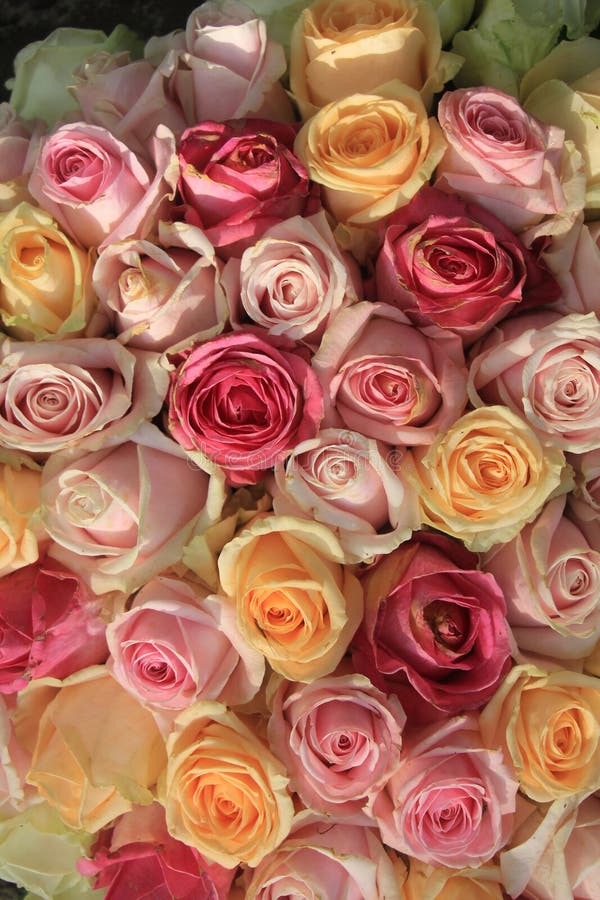 Pastel roses stock image. Image of bouquet, macro, flowers - 19048055