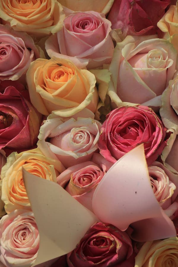 Pastel roses stock image. Image of bouquet, macro, flowers - 19048055
