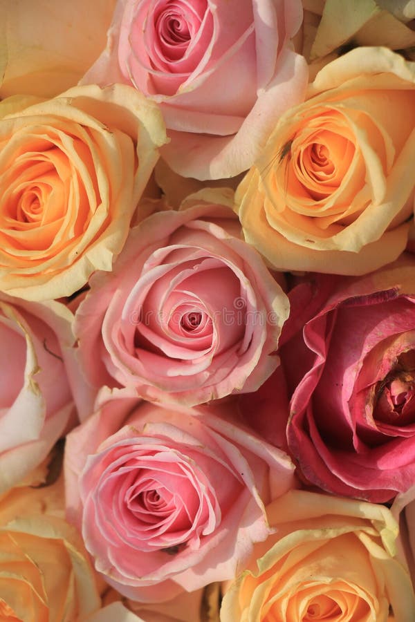 Pastel roses stock image. Image of bouquet, macro, flowers - 19048055