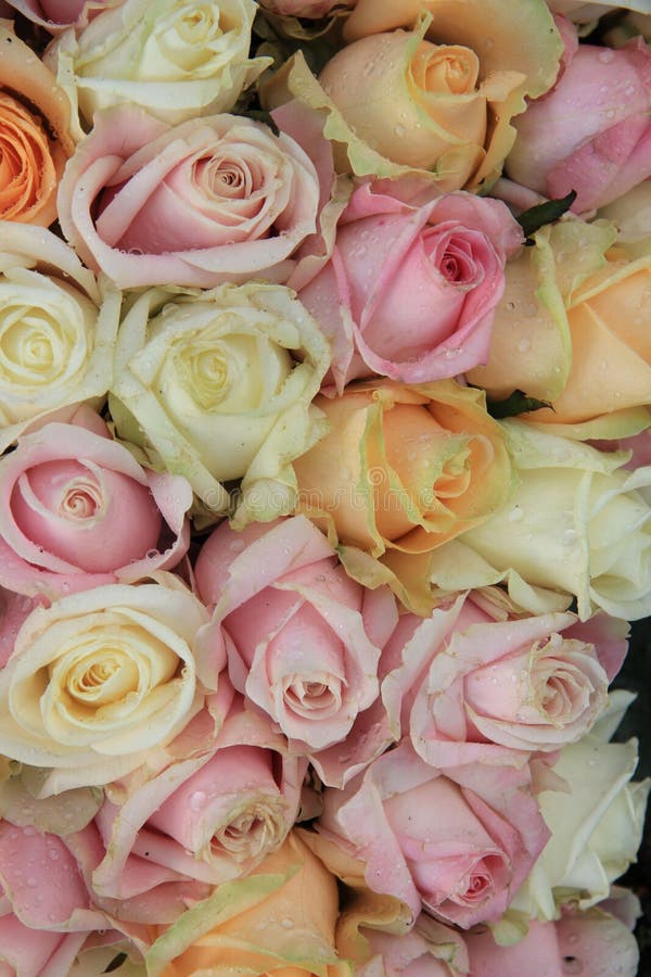 Pastel Roses in a Wedding Arrangement Stock Image - Image of white ...