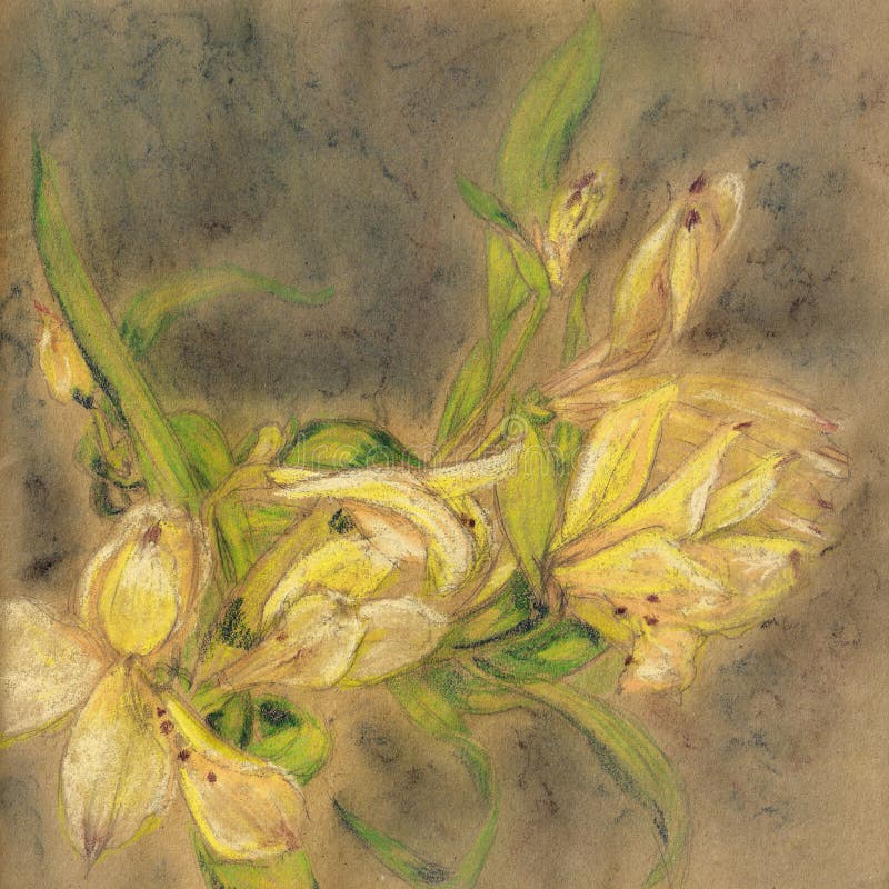 Pastel Shining Lily Drawing Stock Illustration - Illustration of craft ...