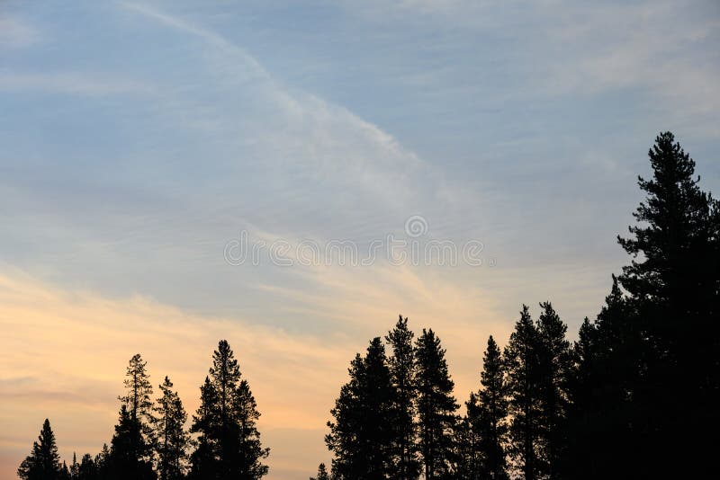 Pastel Sunset Sky with Wispy Clouds and Silhouettes of Evergreen Trees ...