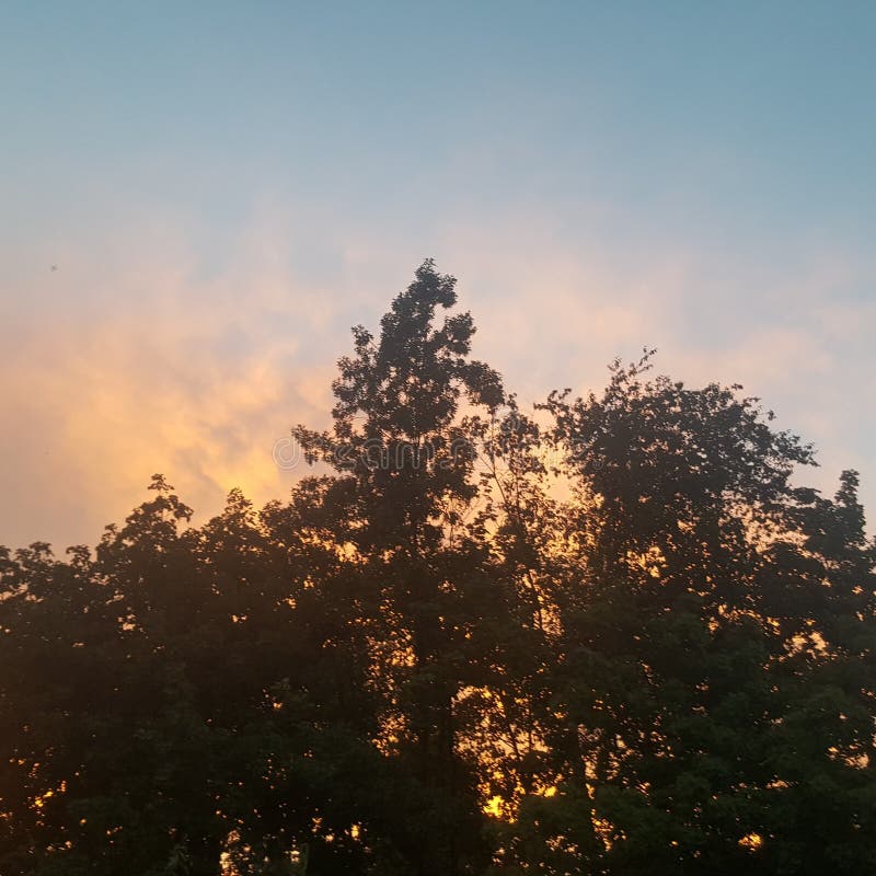 Pastel Trees in the Sun stock photo. Image of pastel - 172966888