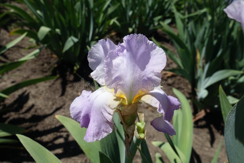 Pastel Violet Single Flower of German Iris Stock Photo - Image of ...