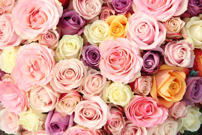 Pastel roses stock image. Image of bouquet, macro, flowers - 19048055