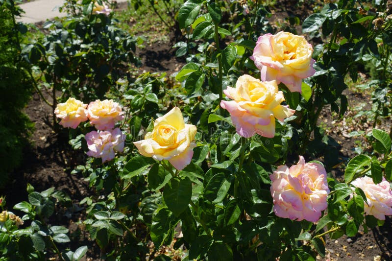 Pastel Yellow and Pink Flowers of Peace Rose in August Stock Image ...