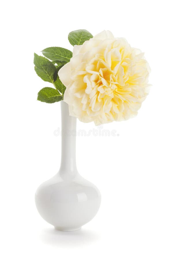 Pastel Yellow Roses with Droplets Background Stock Image - Image of ...