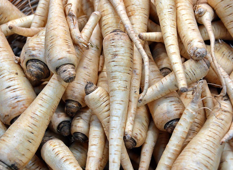 Koe-pastinaak stock foto. Image of buiten, macro, blauw - 17668308