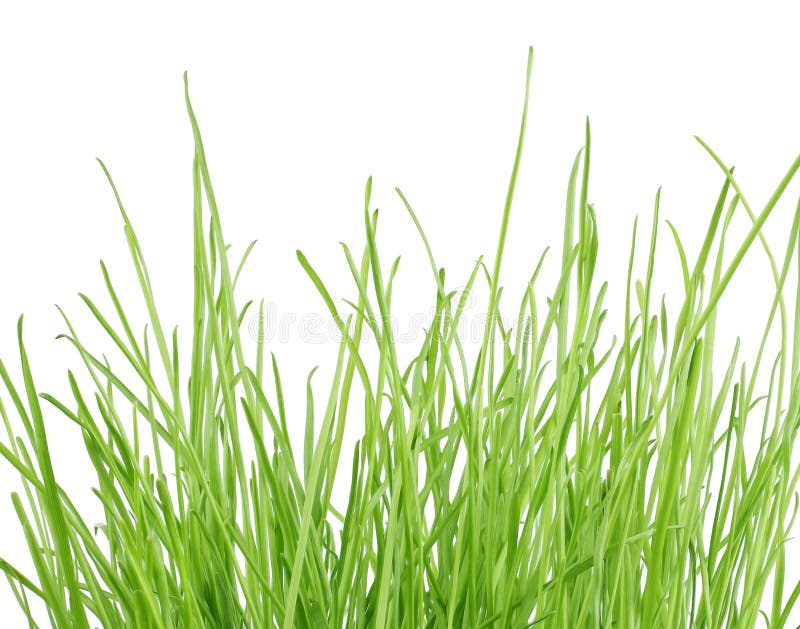Pasto Aislado Sobre Fondo Blanco Imagen de archivo - Imagen de pista ...