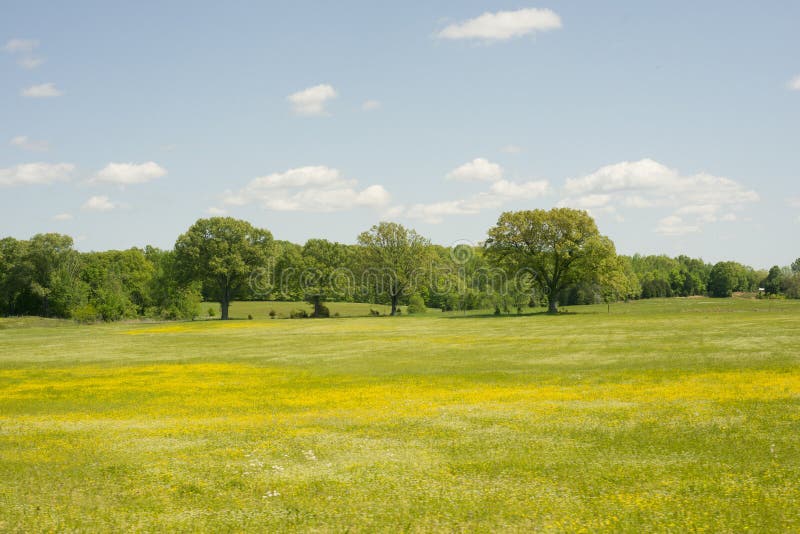 Pastizal Amarillo foto de archivo. Imagen de granja, hermoso - 30698778