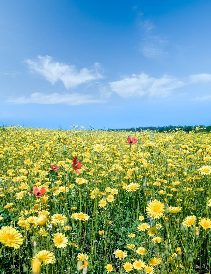 Pasto amarillo. imagen de archivo. Imagen de azul, flor - 9458211