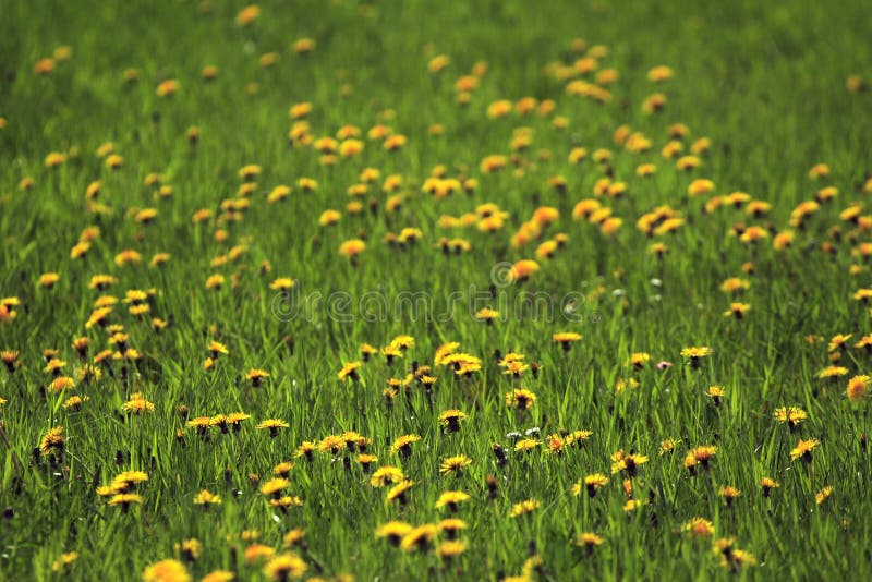 Pasto con las flores 02 foto de archivo. Imagen de pasto - 737846