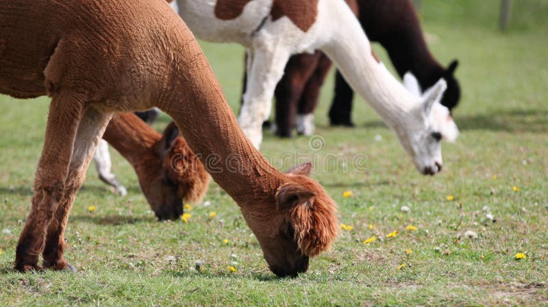 556 Perfil De La Alpaca Fotos - Libres de Derechos y Gratuitas de ...