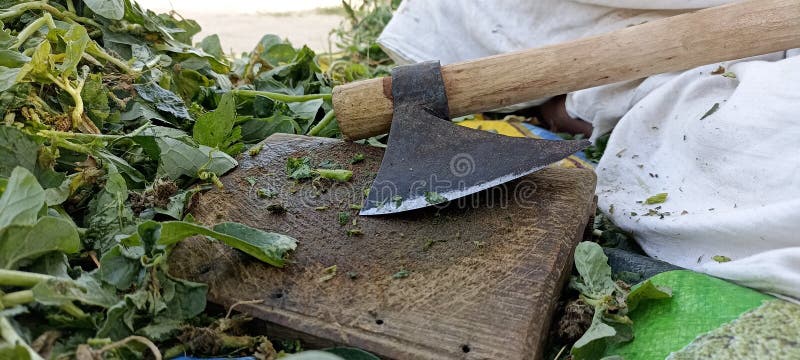 Pasto De Corte De Hachas Para Ganado Foto de archivo - Imagen de ...
