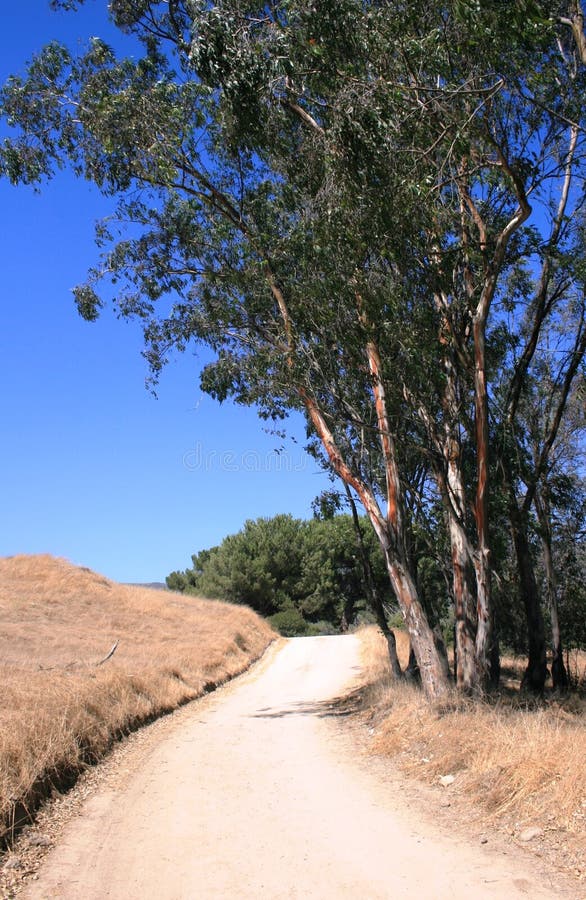Pasto de Johnson foto de archivo. Imagen de azul, pasto - 26764160