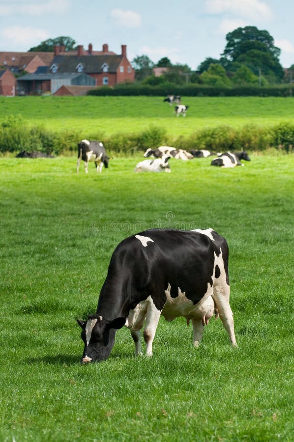 Pasto de la vaca lechera foto de archivo. Imagen de prado - 10677932