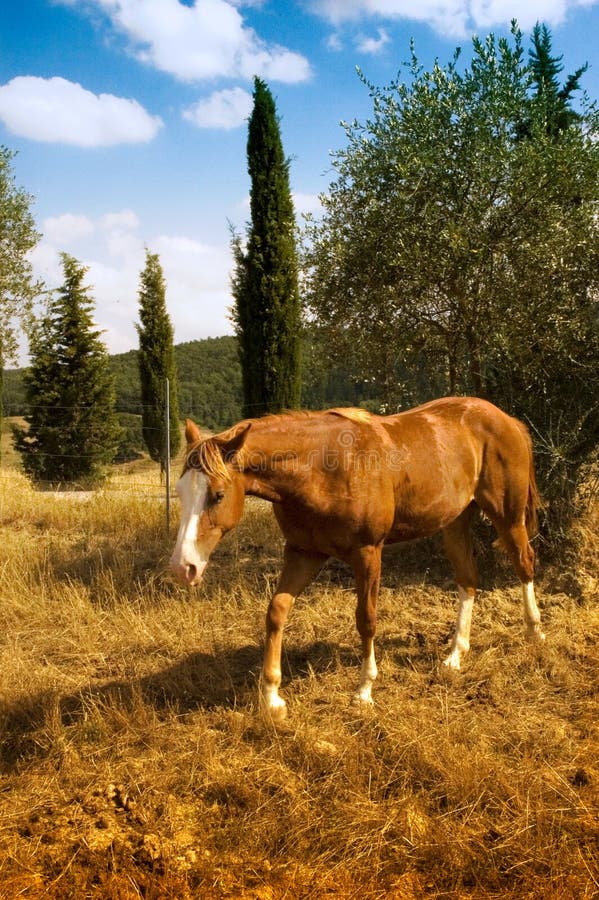 Caballo pastando imagen de archivo. Imagen de ambiente - 4279205