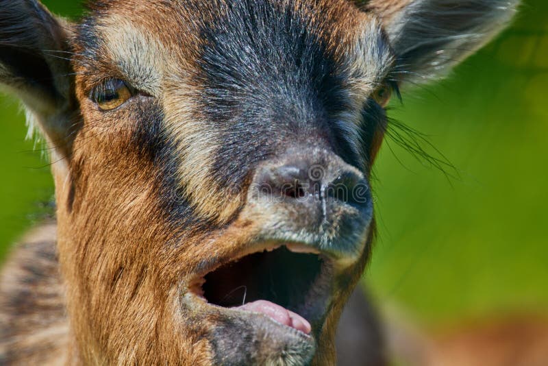 Capra con la bocca aperta immagine stock. Immagine di pazzesco - 73448721