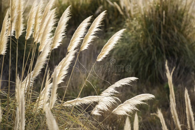 Pasto En El Campo Pampas Argentina Foto de archivo - Imagen de ...
