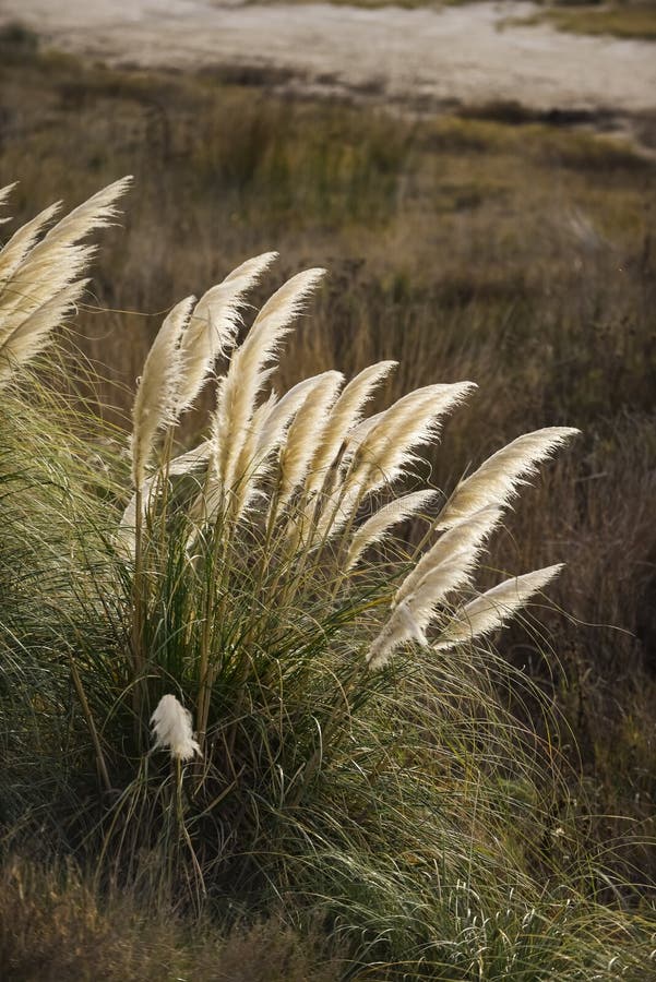 Pasto en pampas foto de archivo. Imagen de estepa, ambiente - 290754962