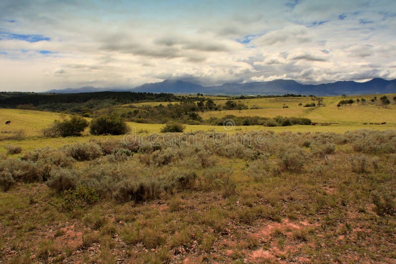 Pasto Seco Fotos De Stock - Descarga 13,208 Fotos Libres de Derechos