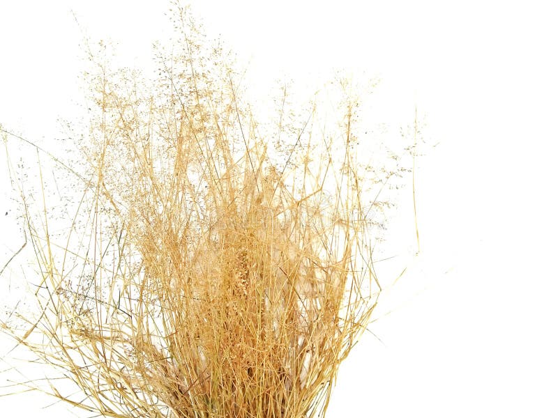 Pasto Seco Aislado Sobre Fondo Blanco Foto de archivo - Imagen de ...
