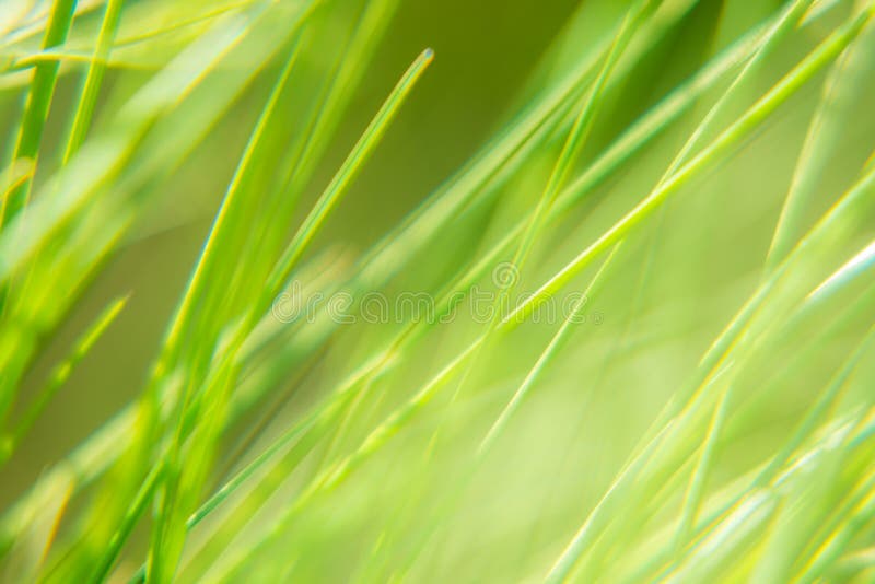 Pasto Verde Brillante Closet Imagen de archivo - Imagen de follaje ...