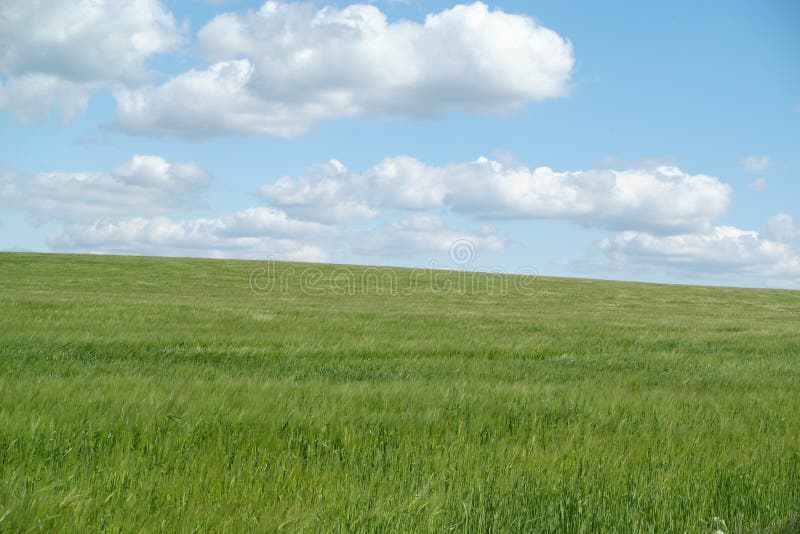 Pasto Verde Con El Cielo Azul Imagen de archivo - Imagen de verano ...