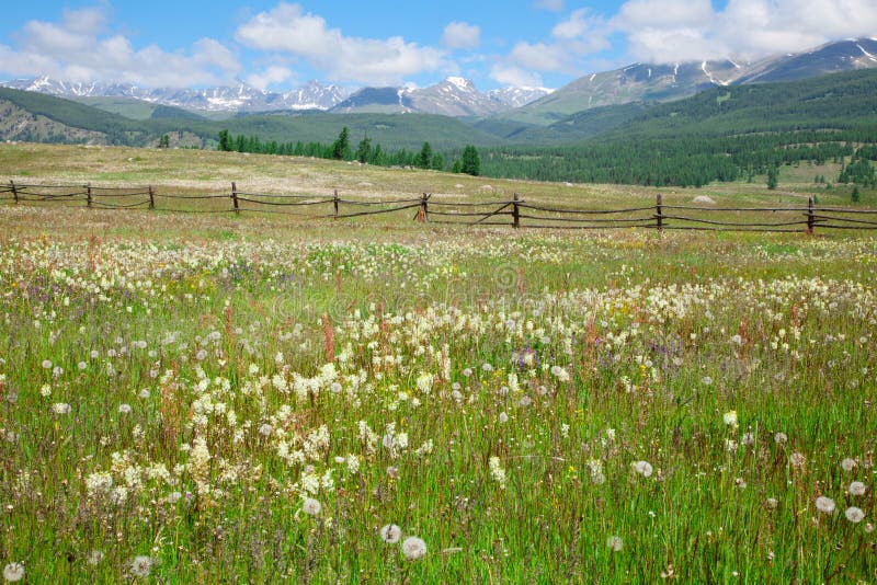 Pasto verde del verano foto de archivo. Imagen de escena - 15255930