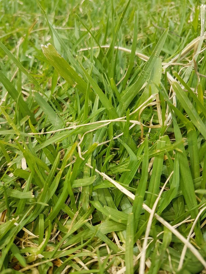 Pasto editorial image. Image of naturaleza, pasto, nature - 92782070