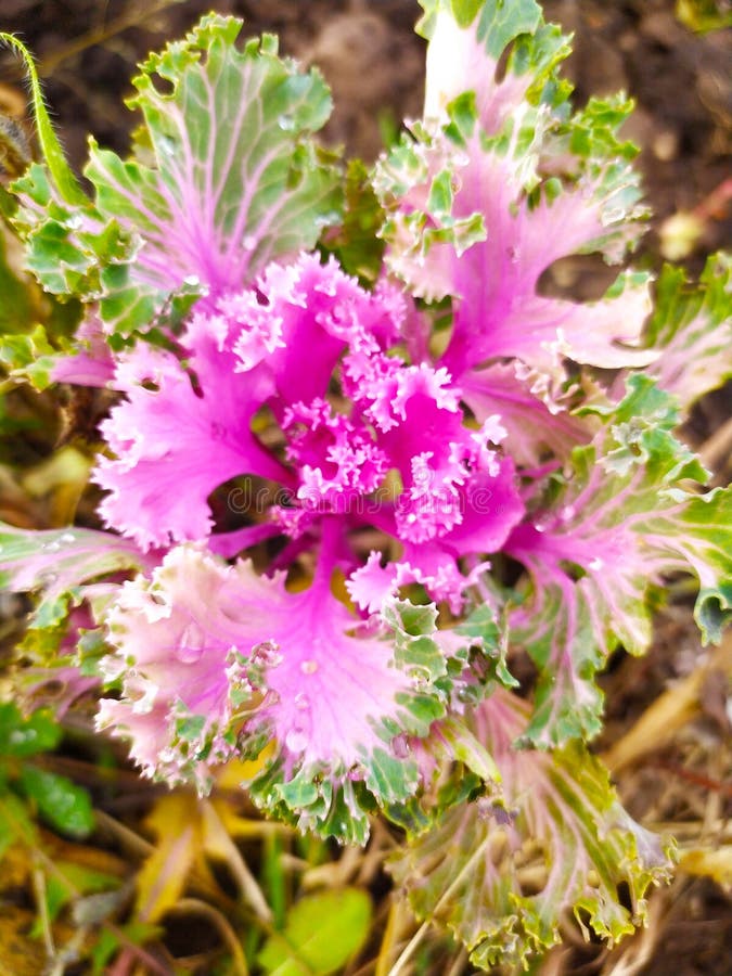 Pasto verde y rojo imagen de archivo. Imagen de madera - 165946199