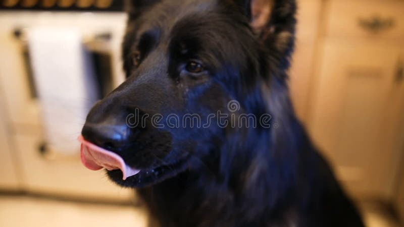 Perro Pastor Alemán Come Helado De Chocolate En Una Taza De Gofre. El ...