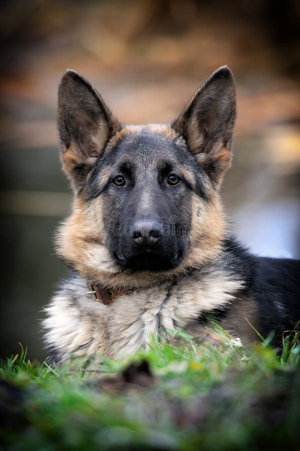 Pastor alemán Dog Portrait foto de archivo. Imagen de casta - 36490978